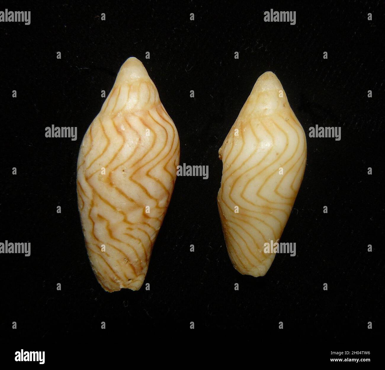 (211011) -- SYDNEY, Oct. 11, 2021 (Xinhua) -- File photo provided by ...