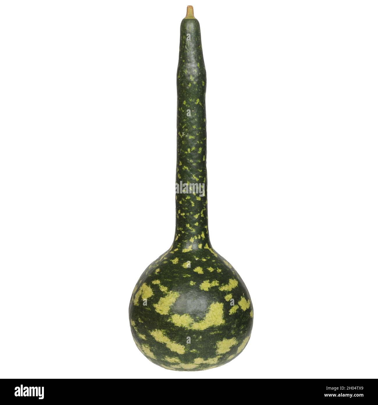 Long green calabash isolated on white background, isolated Stock Photo ...
