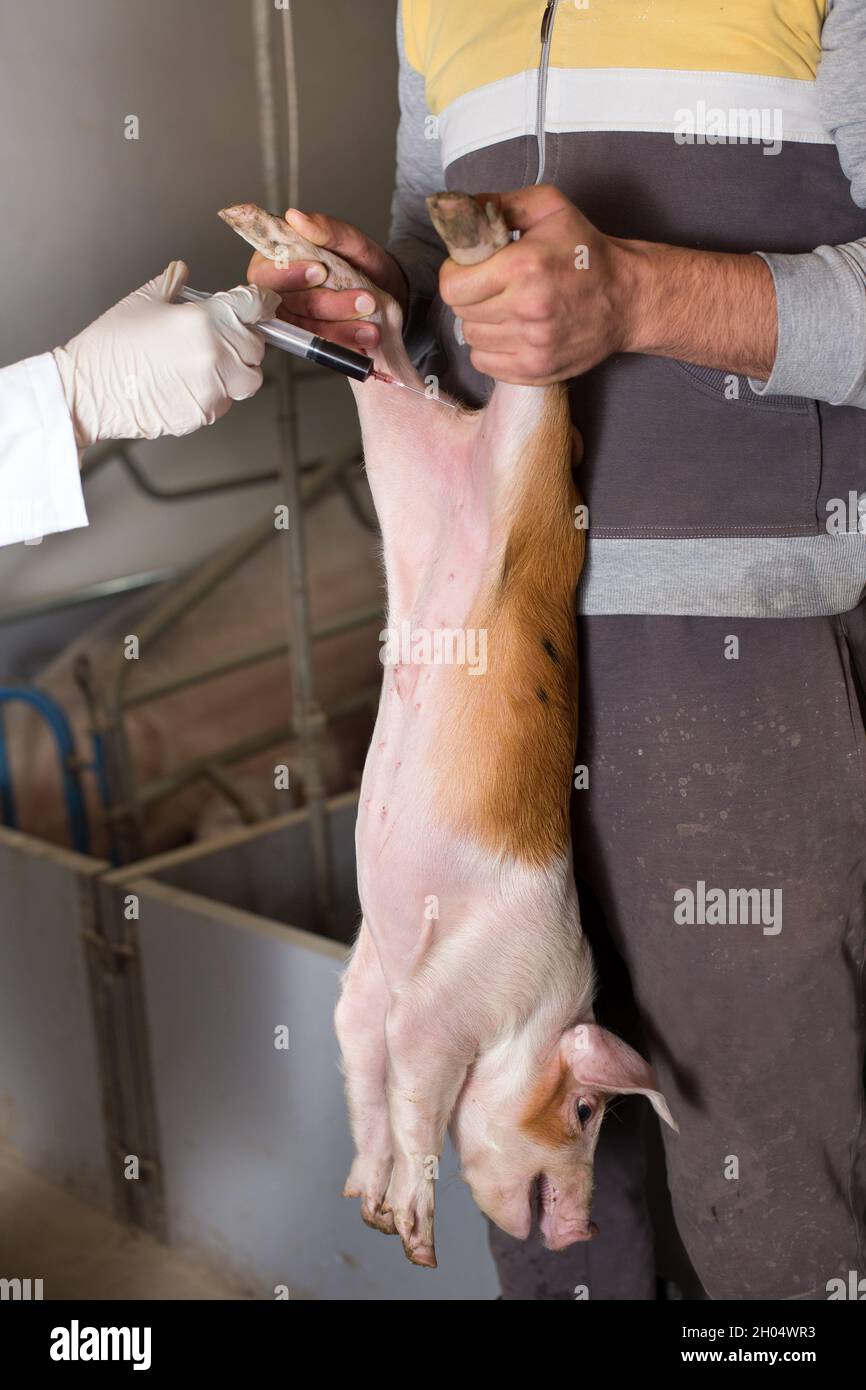Veterinarian giving injection to piglet that farmer holding upside down ...