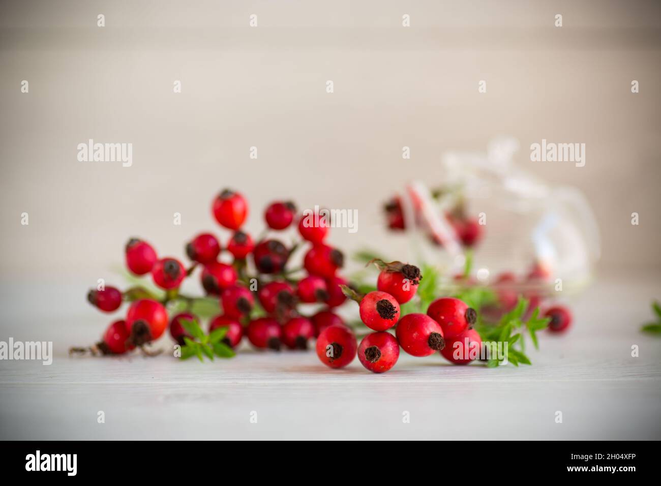 Ripe red rose hips hi-res stock photography and images - Alamy