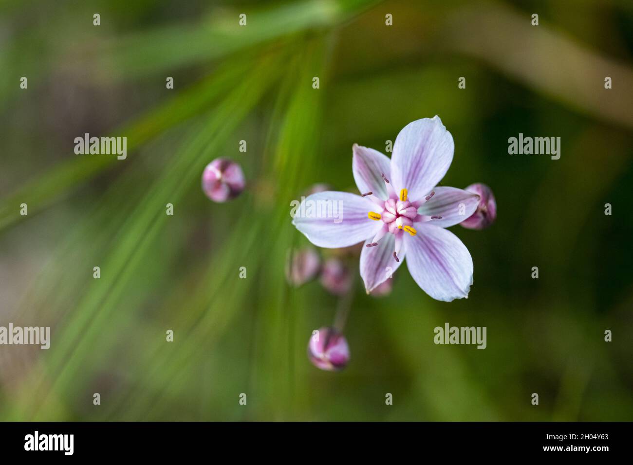 Pink flowers of Susak umbrella Butomus umbellatus in a garden Stock ...