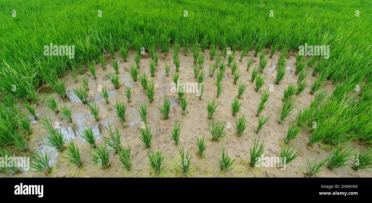 Flooded Rice field wide angle top view Stock Photo - Alamy
