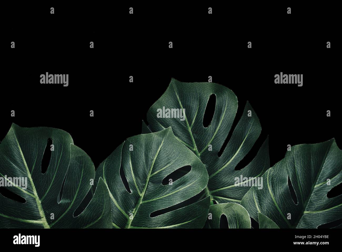 Monstera palm leaves in tropical dramatic forest and copy space for ...