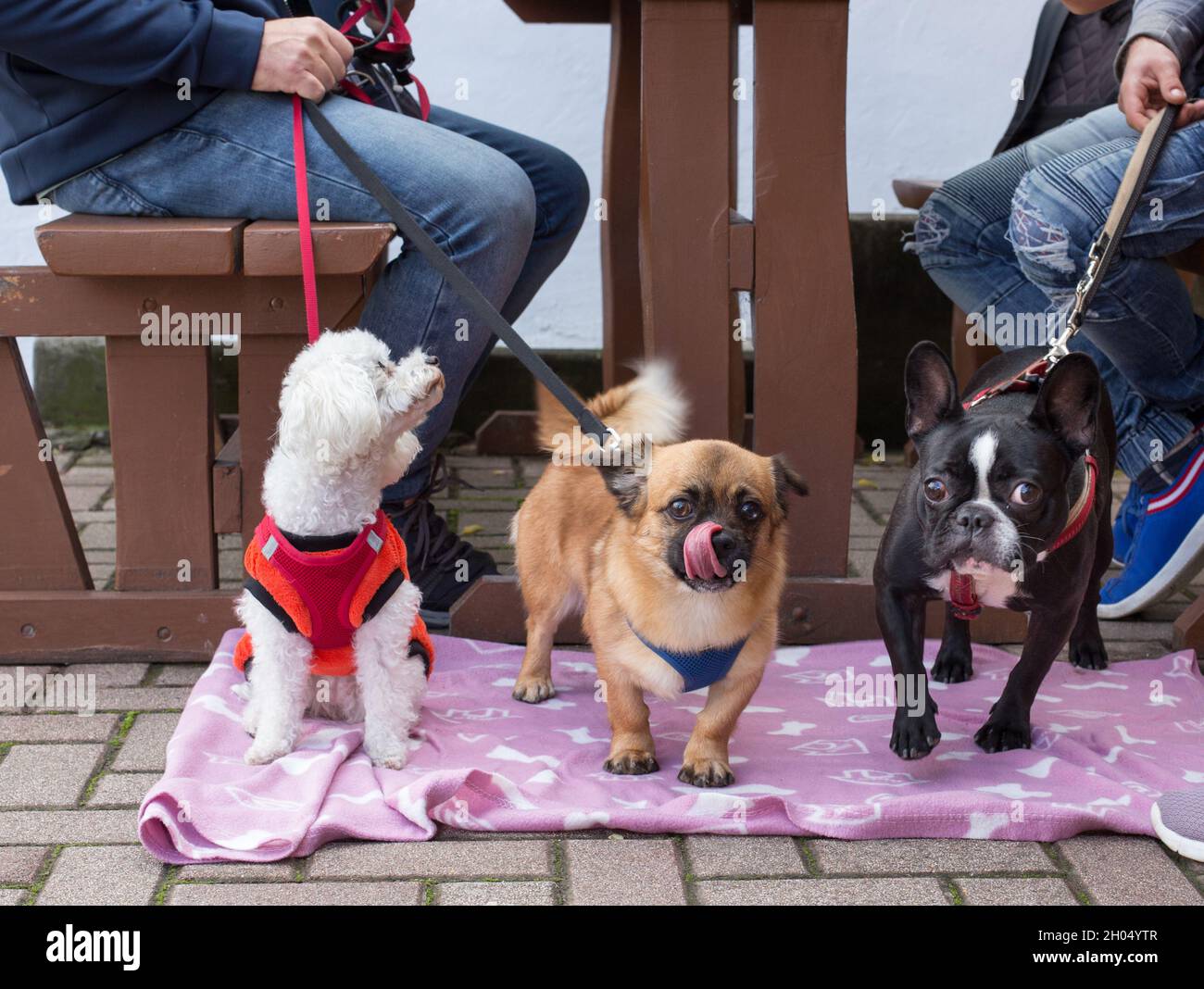 Three cute dogs standing on blanket on pavement beside wooden table in ...
