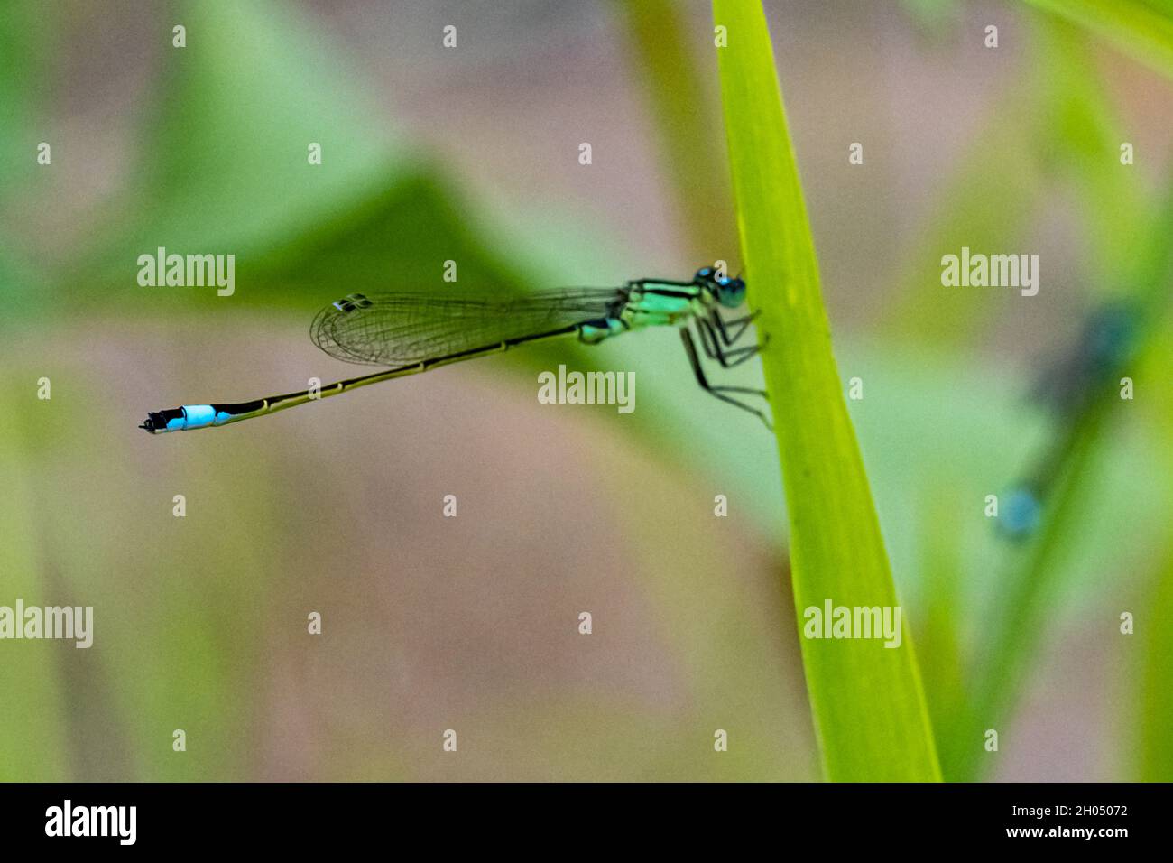 Common dragonfly on a blade of fresh green grass Stock Photo - Alamy