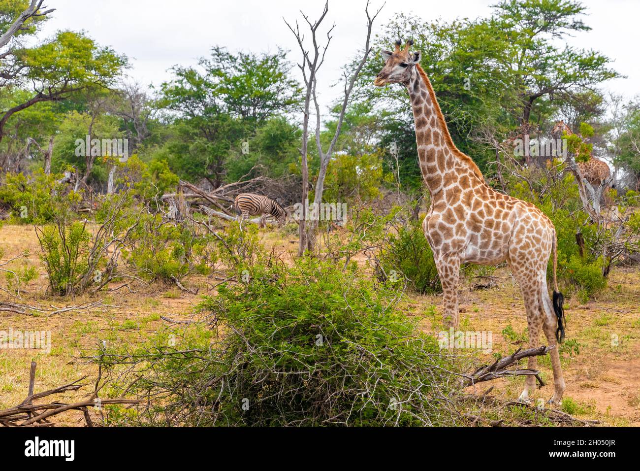 African savanna giraffes zebras hi-res stock photography and images - Alamy