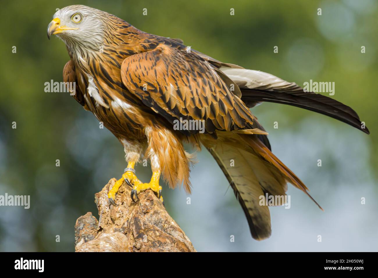 Portrait of a Red kite which is just folding it's wings Stock Photo - Alamy