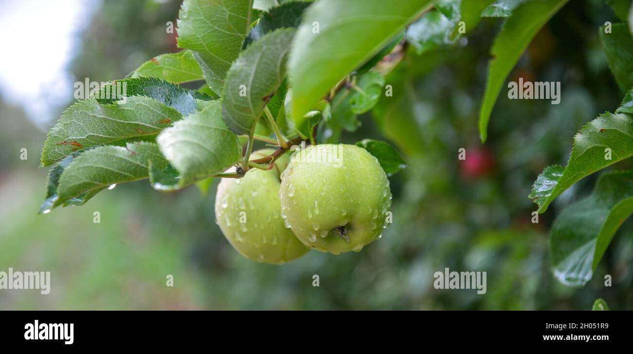 Rain drops on ripe apples in an orchard in autumn Stock Photo - Alamy