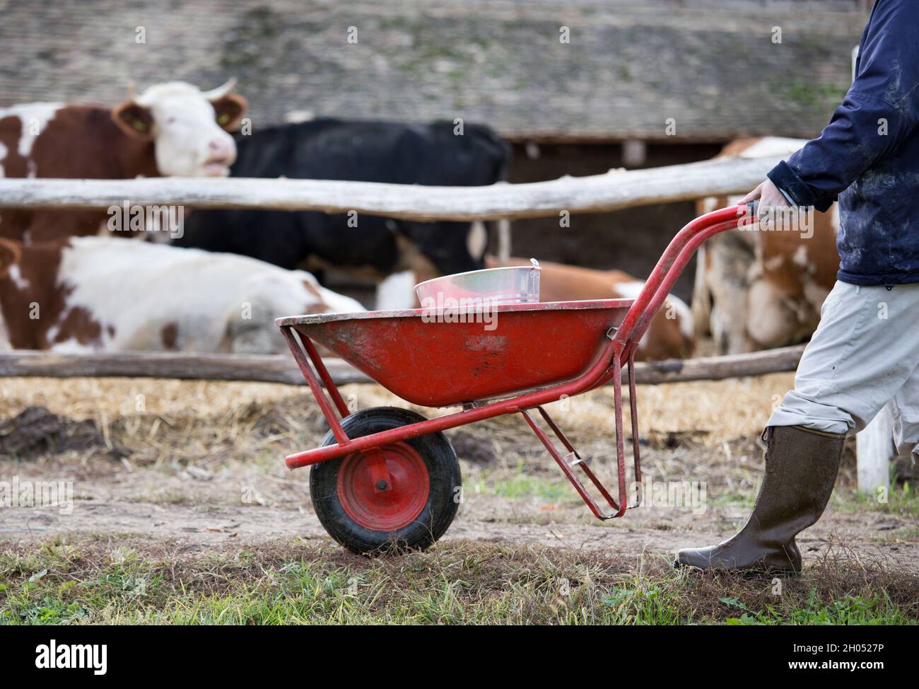 Farmer pushing wheelbarrow on ranch in front of cows in cattle pen ...