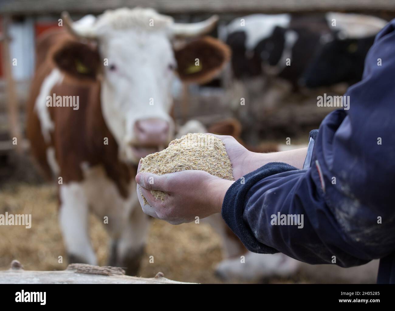 Farmer feeding simmental cows with dry feed from hands Stock Photo - Alamy Farmer feeding simmental cows with dry feed from hands Stock Photo - Alamy
