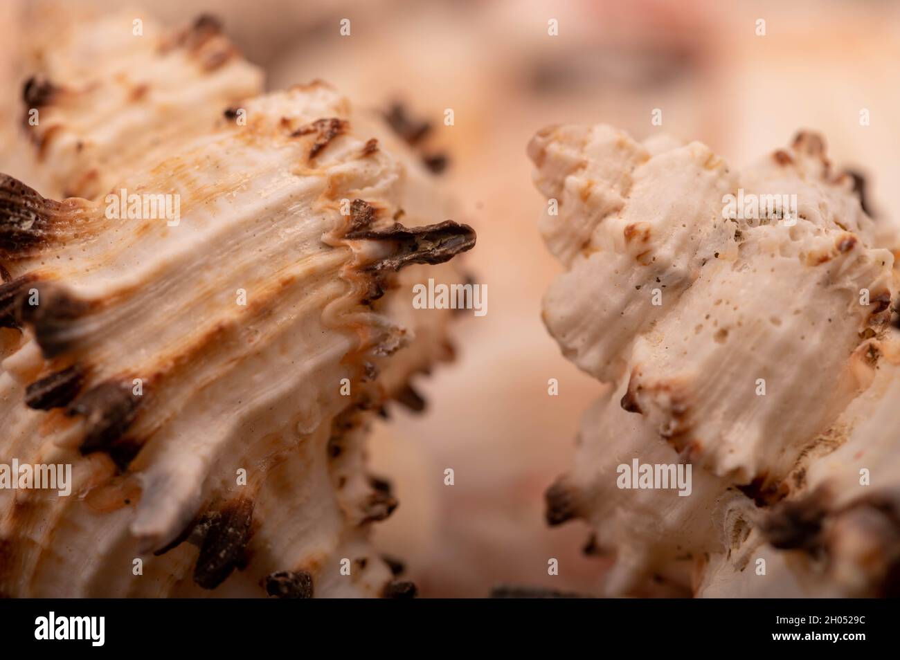 Seashell surface texture, background image, close-up, selective focus ...