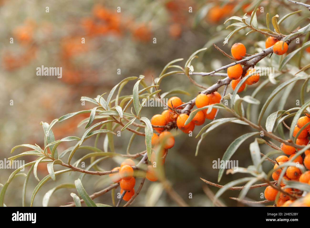 sea buckthorn shrub with orange berries Stock Photo - Alamy