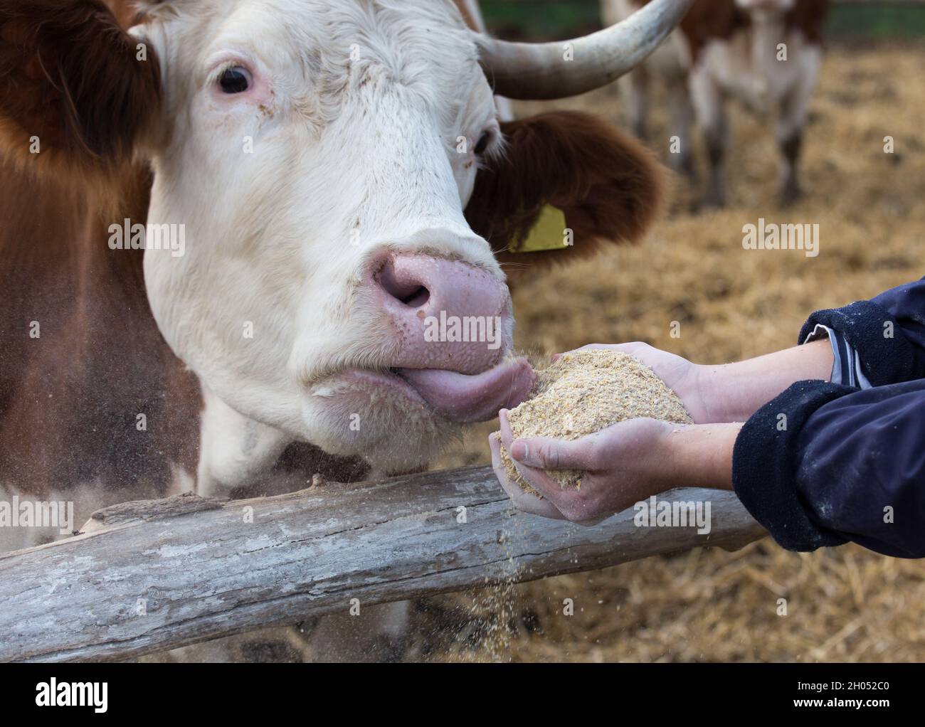 Farmer feeding simmental cows with dry feed from hands Stock Photo - Alamy Farmer feeding simmental cows with dry feed from hands Stock Photo - Alamy