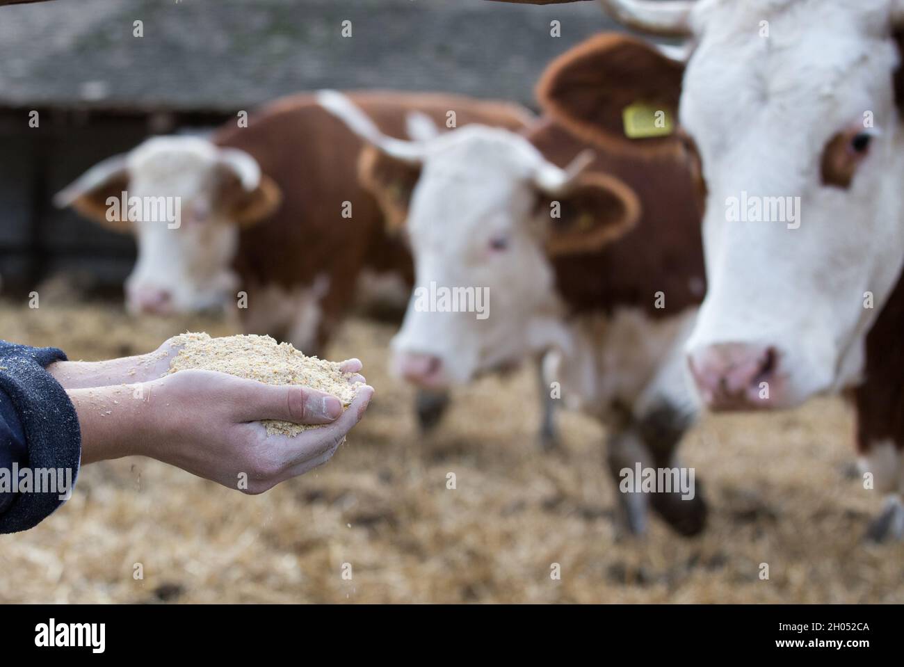 Farmer feeding simmental cows with dry feed from hands Stock Photo - Alamy