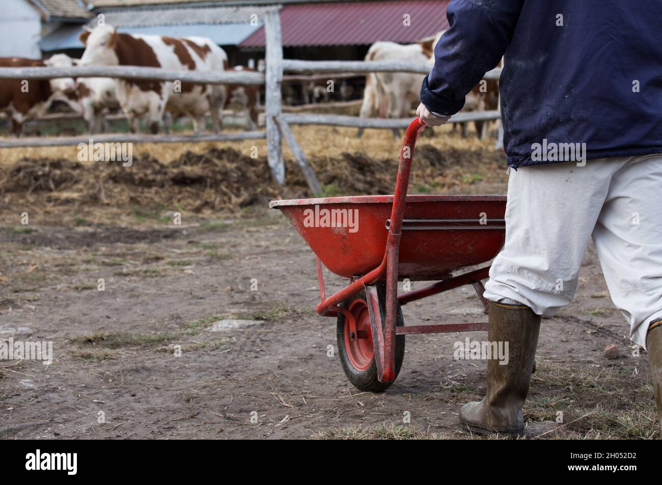 Farmer pushing wheelbarrow on ranch in front of cows in cattle pen ...