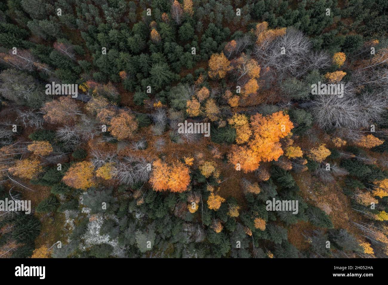 Colorful fall foliage in boreal forest aka taiga in nordic countries ...