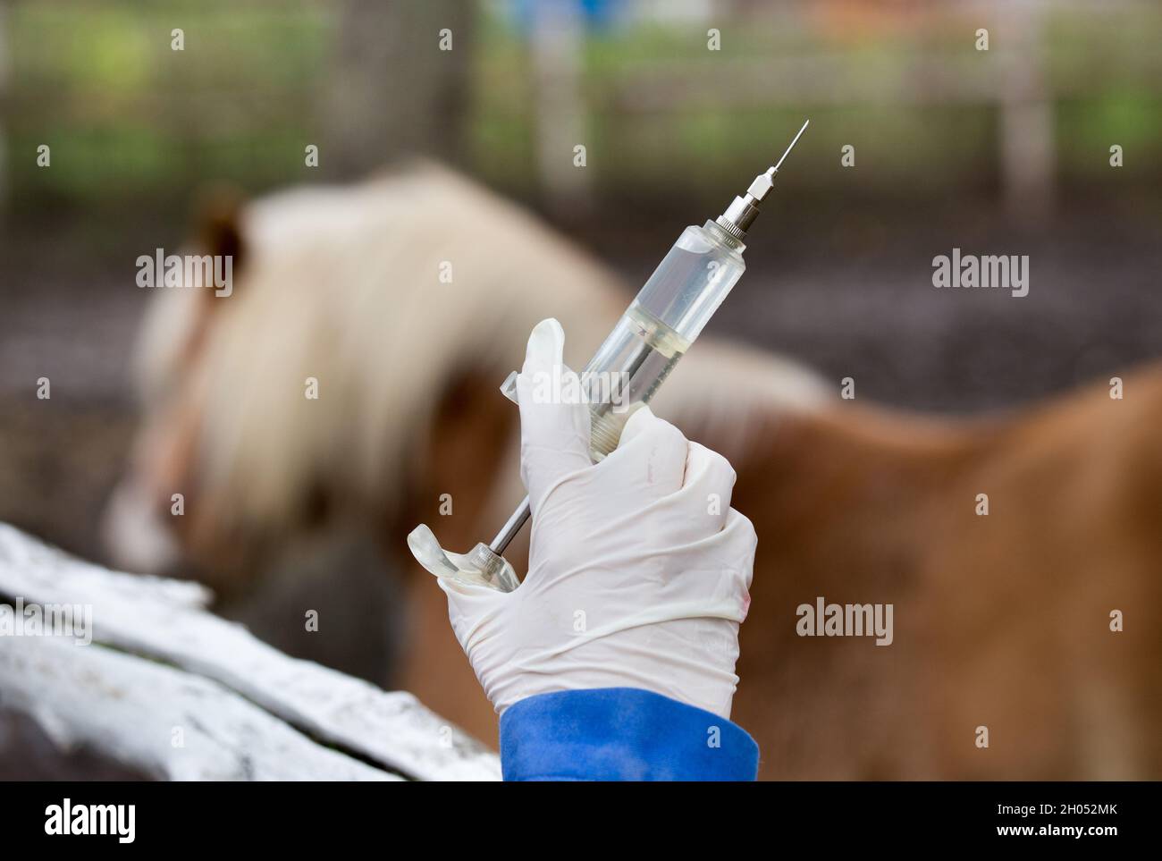 Close up of veterinarian hand holding syringe in front of pony horse on ...