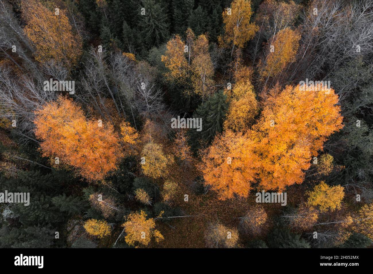 Colorful fall foliage in boreal forest aka taiga in nordic countries ...