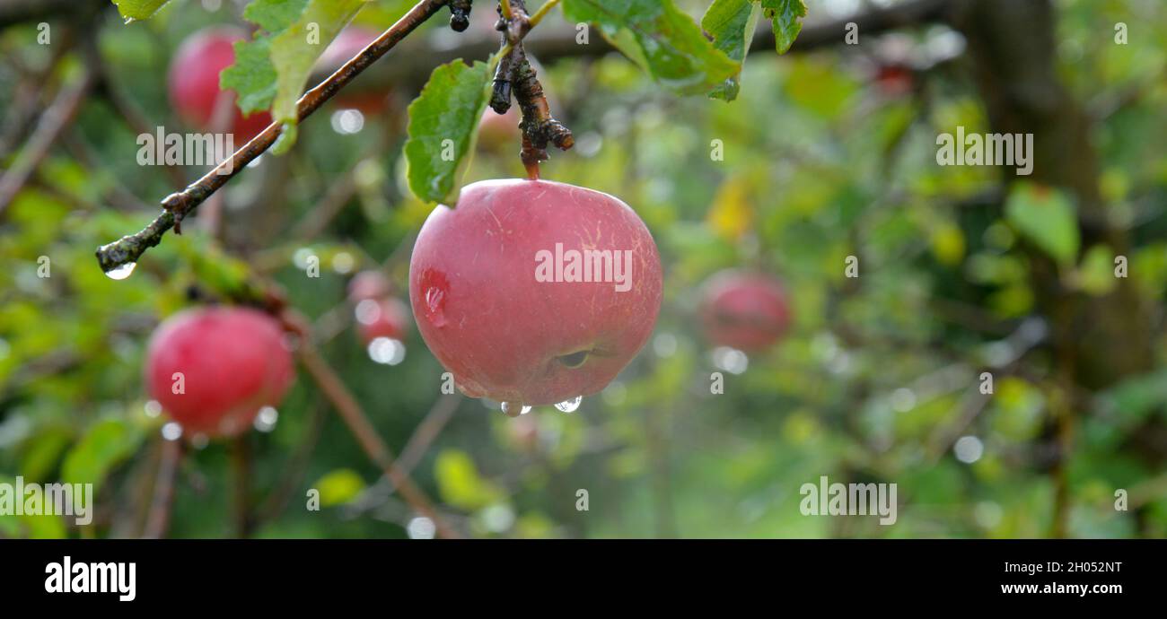 Rain drops on ripe apples in an orchard in autumn Stock Photo - Alamy