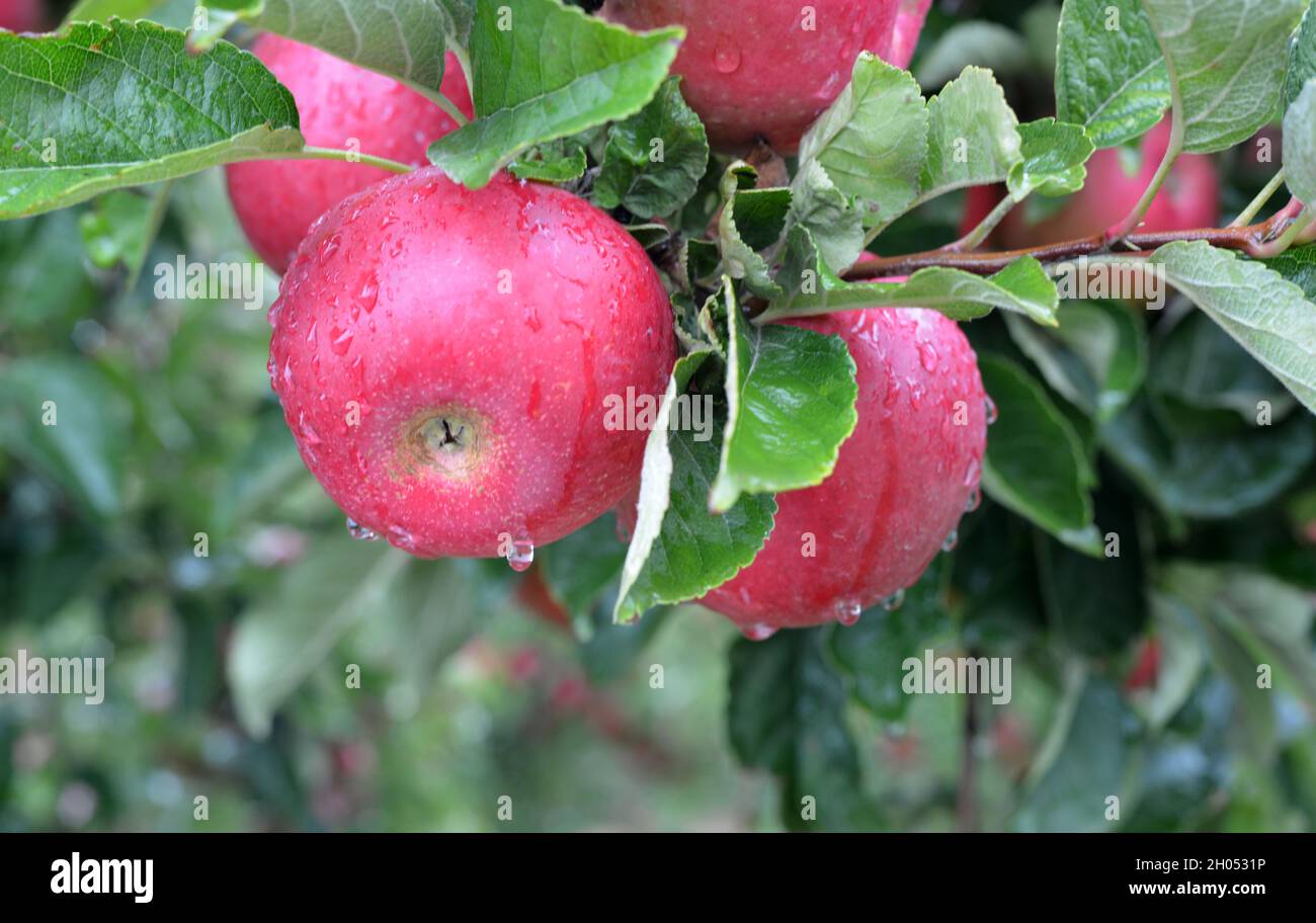 Rain drops on ripe apples in an orchard in autumn Stock Photo - Alamy