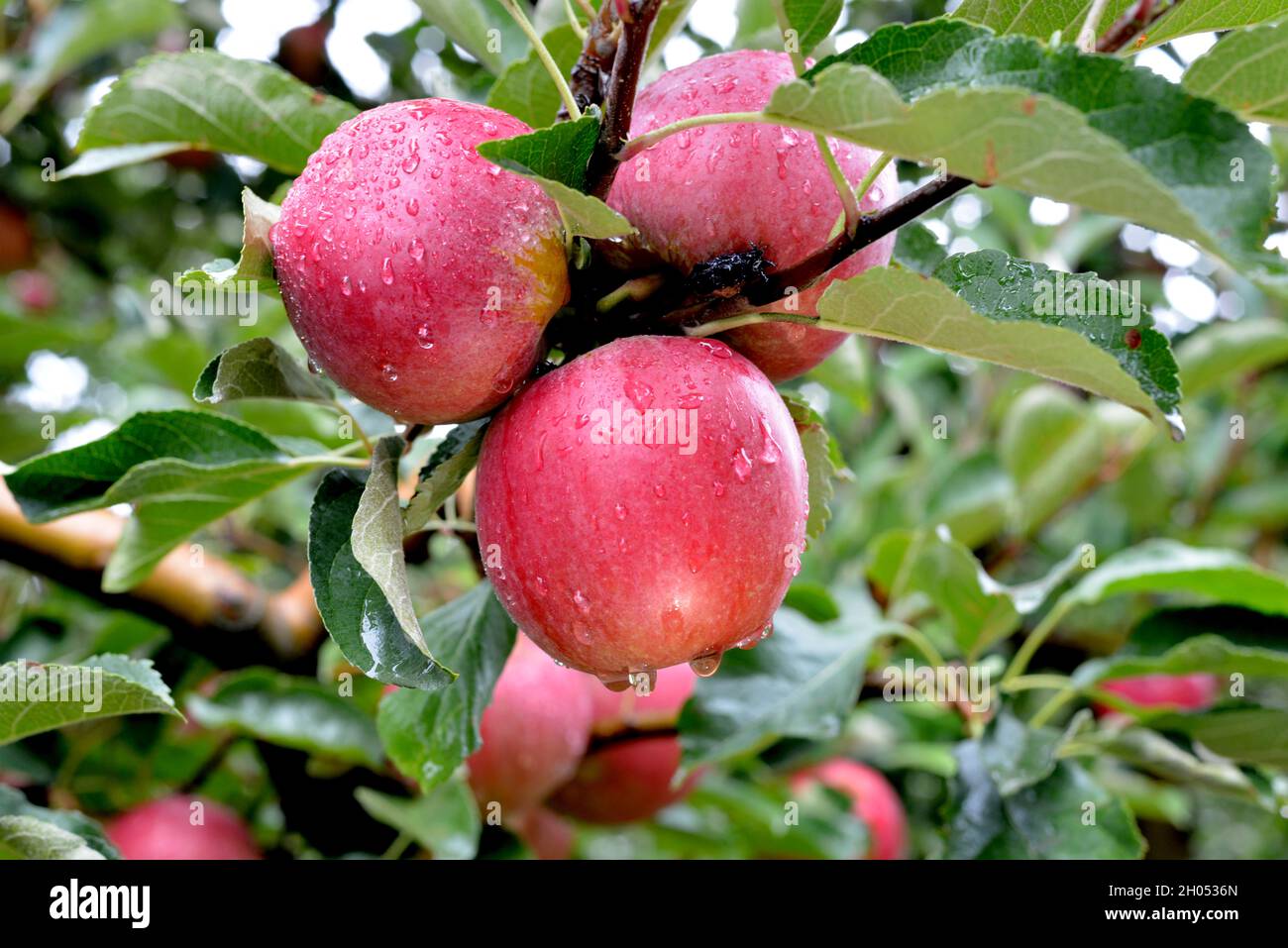 Rain drops on ripe apples in an orchard in autumn Stock Photo - Alamy