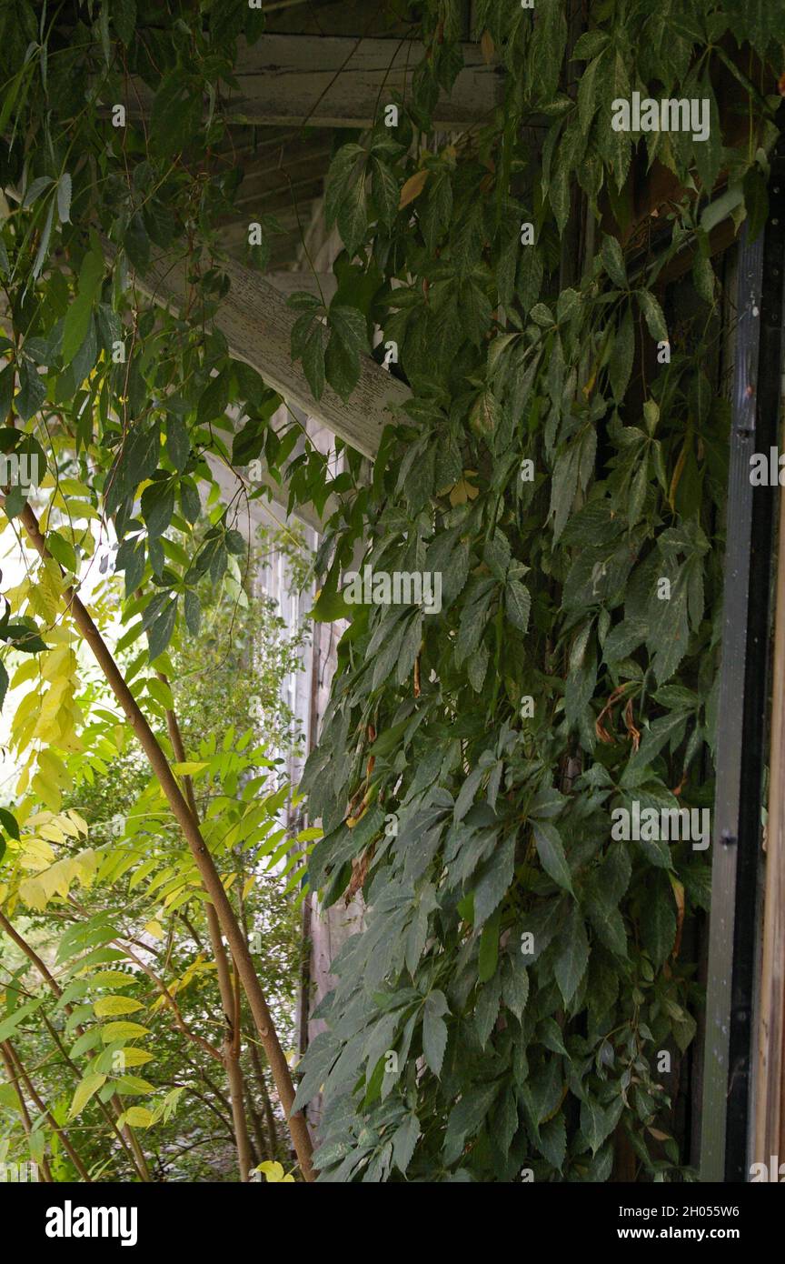 Vine over building hi-res stock photography and images - Alamy