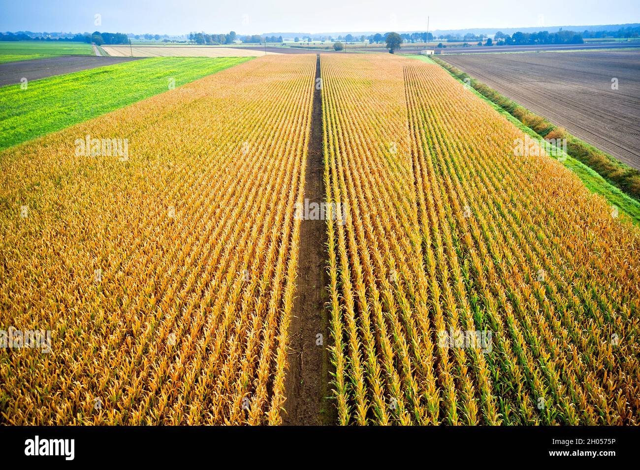 Aerial view of straight long furrow in yellow field with mature corn ...