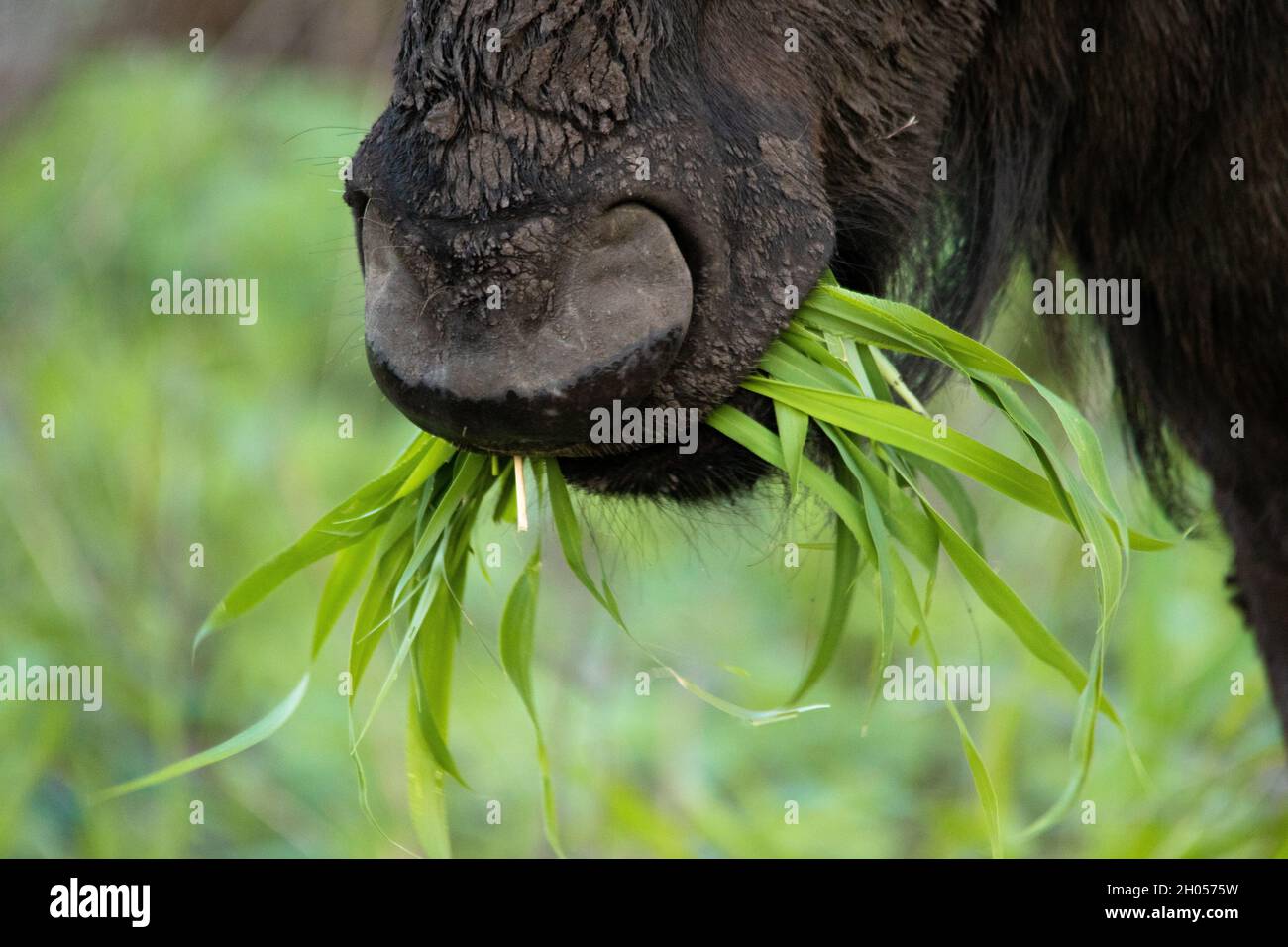 A close-up of a blue wildebeest eating grass. Taken in the Kruger ...