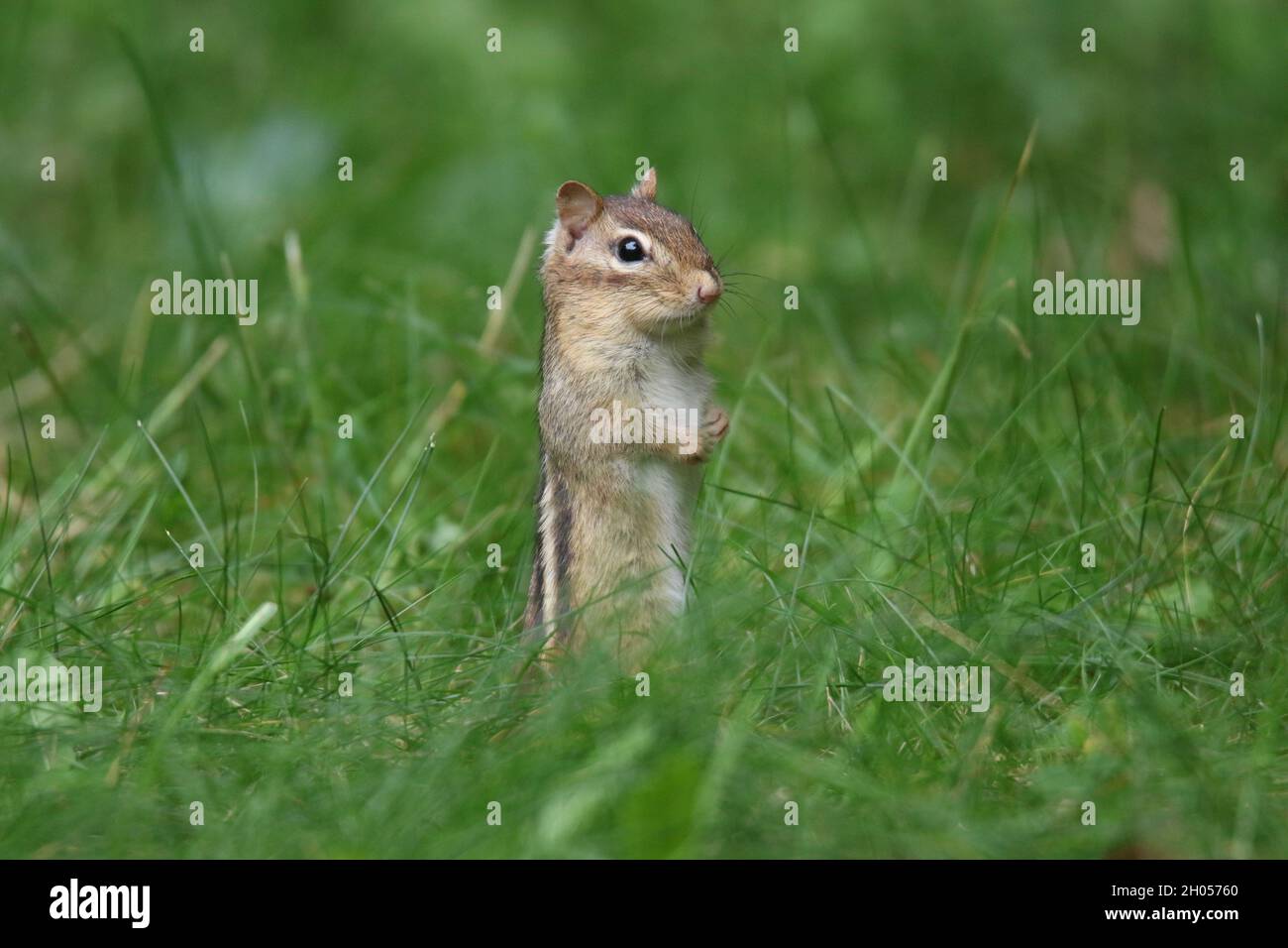 Chipmunk checking for danger hi-res stock photography and images - Alamy