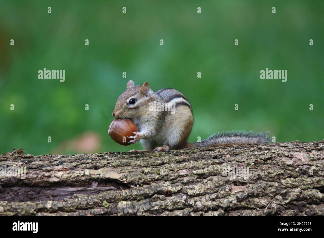 Eastern Chipmunk in Fall finding Acorns to Store Away for Winter Stock ...