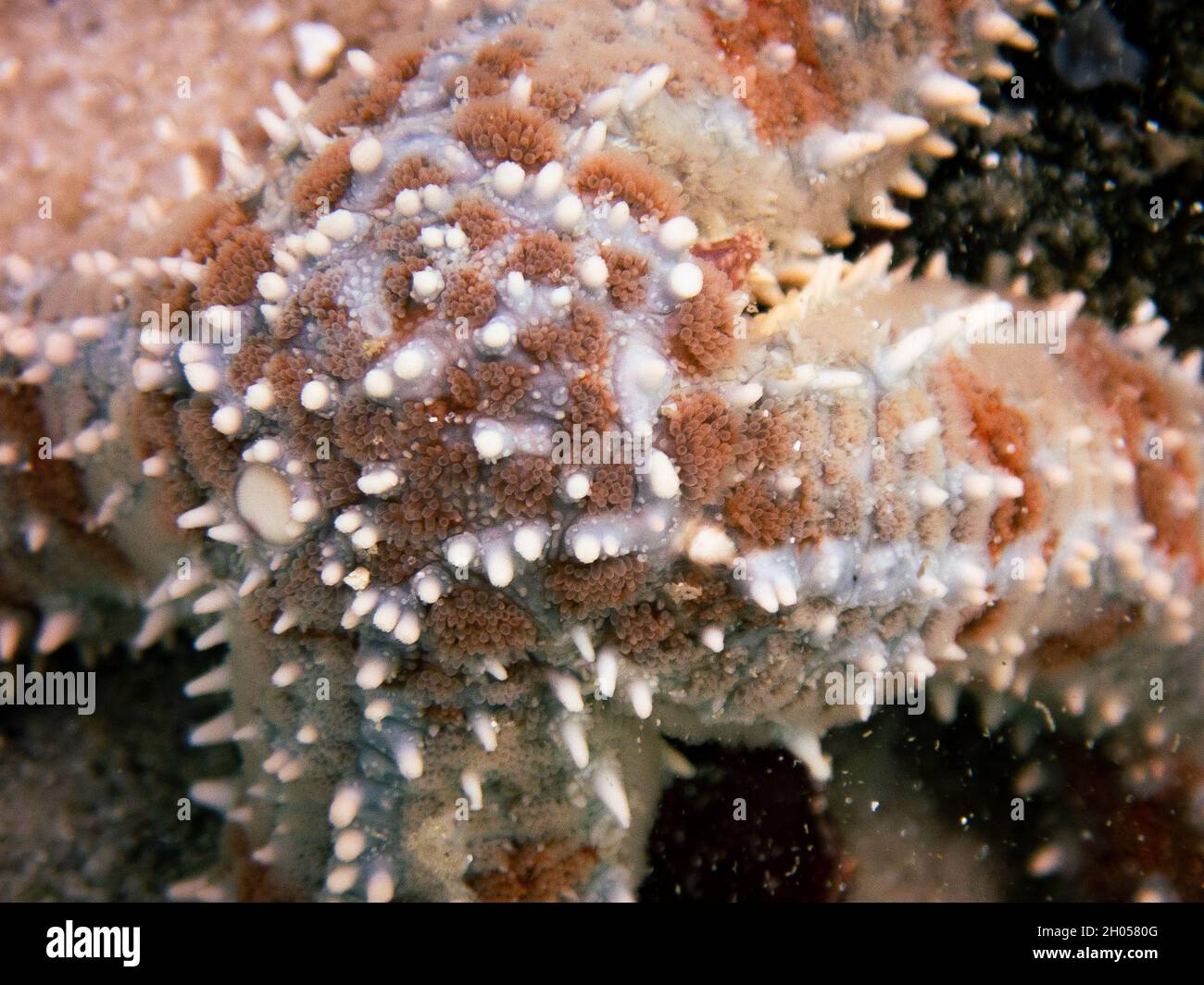 Spiked starfish hi-res stock photography and images - Alamy