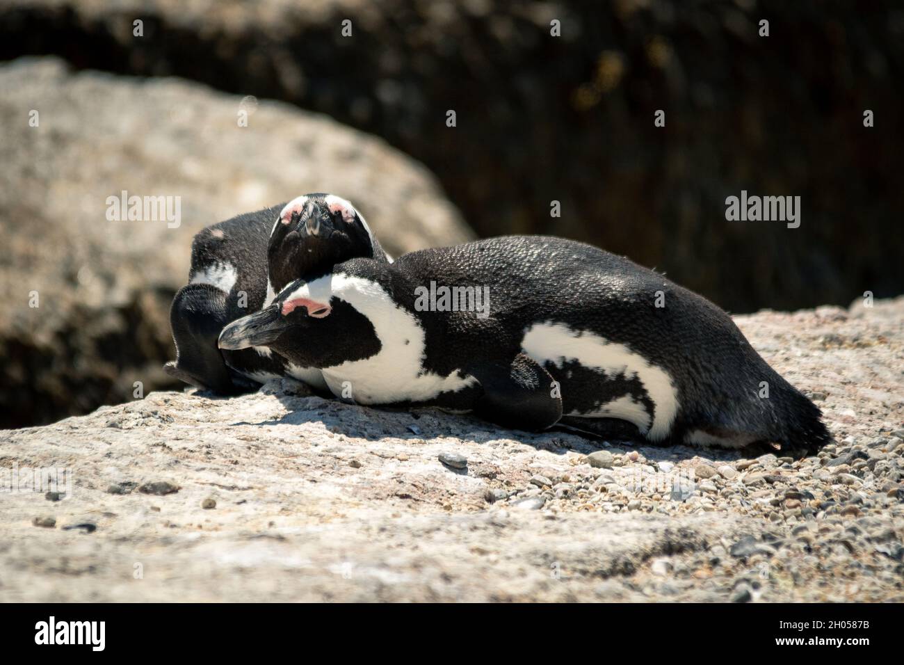 Two penguins sleep together on a rock at Boulders Beach, Cape Town ...