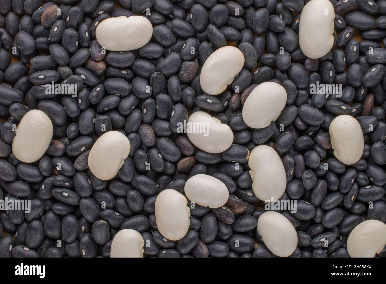 Two types of uncooked organic white, black dried beans, close-up, top ...