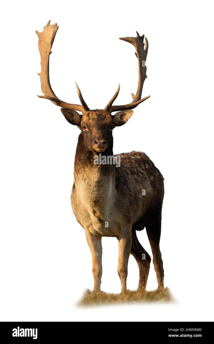 Fallow deer looking to the camera isolated on white background Stock ...