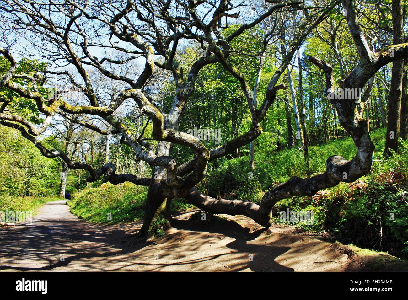 Crooked tree wildlife hi-res stock photography and images - Alamy