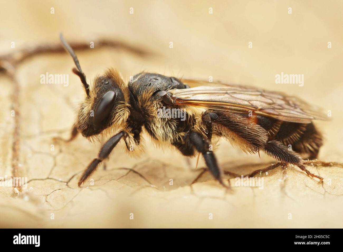 Closeup on a female of the Bryony Mining Bee, Andrena florea Stock ...