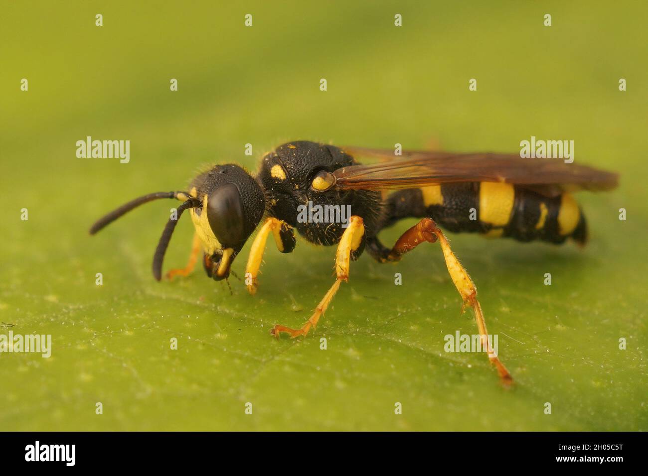Closeup on the ornate tailed digger wasp, Cerceris rybyensis Stock ...