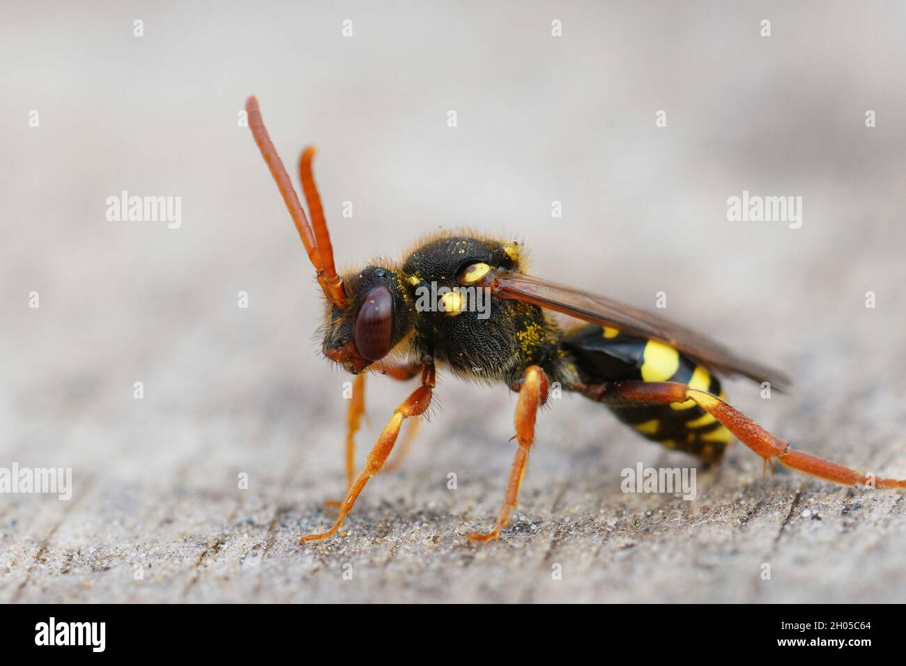 A closeup of a female of the colorful orange horned nomad cuckoo bee ...