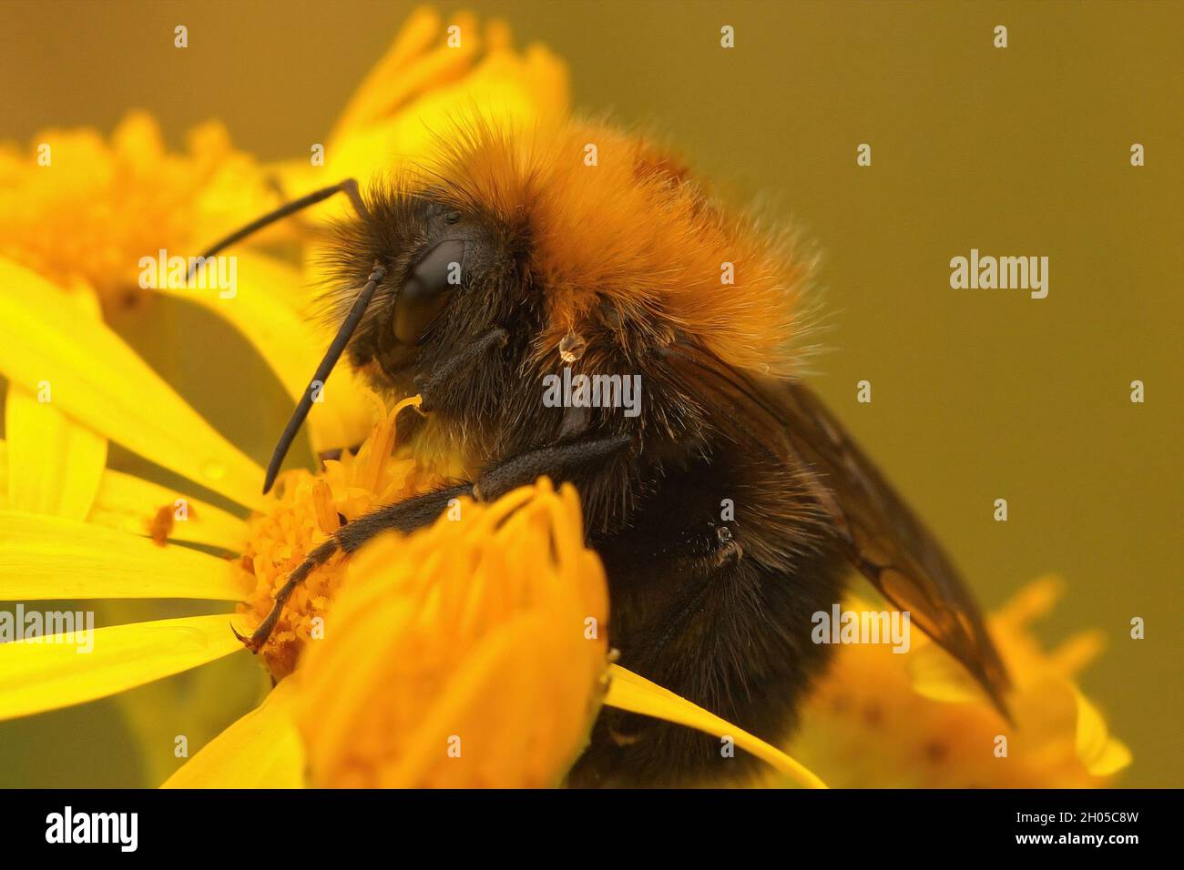 Closeup of a queen tree bumblebee, Bombus hypnorum queen drinking Stock ...