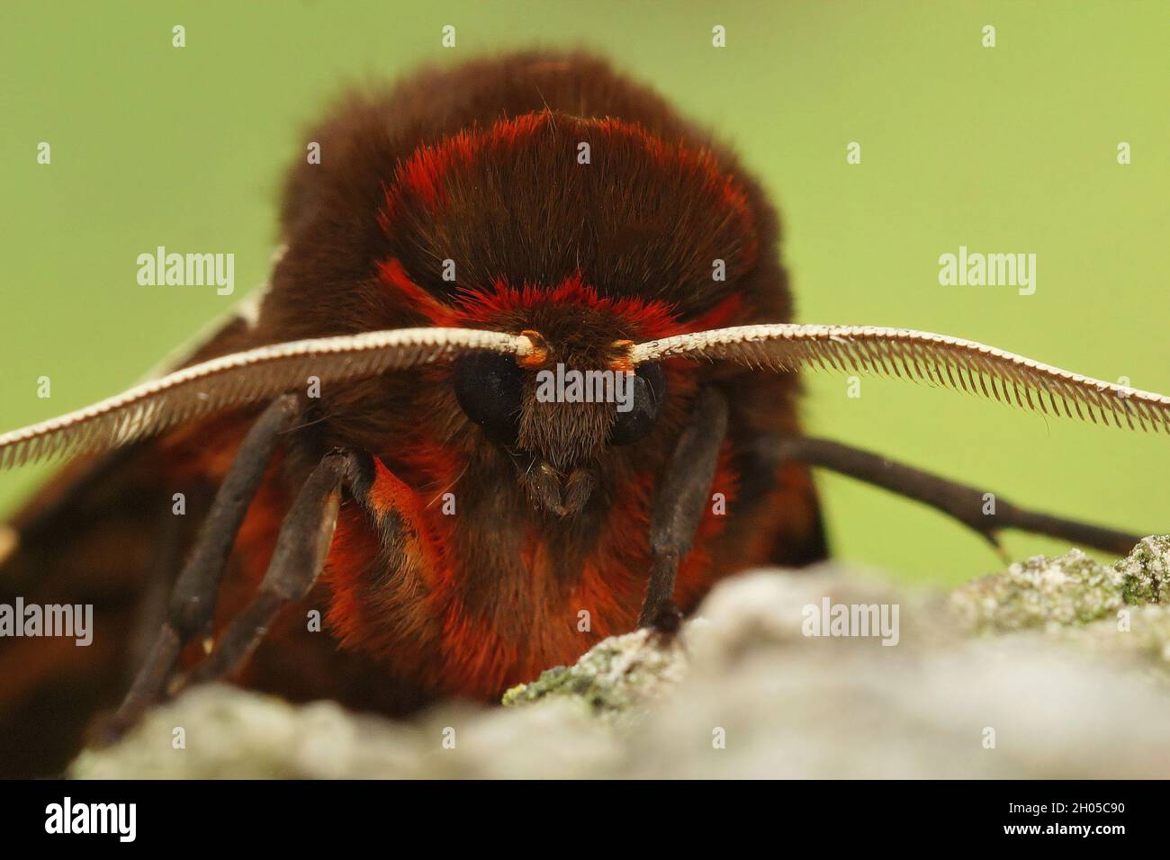 Frontal closeup of the colorful red garden tiger moth, Arctia caja ...