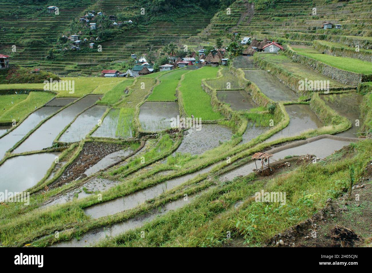 Batad Rice terraces. Northern Luzon, Philippines. December 1 ,2006 ...