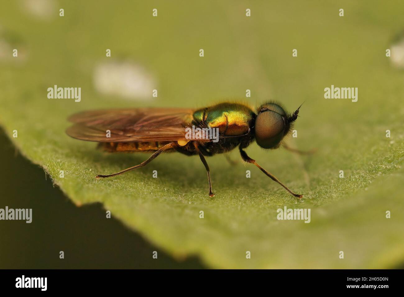 Broad centurion soldier fly chloromyia hi-res stock photography and ...