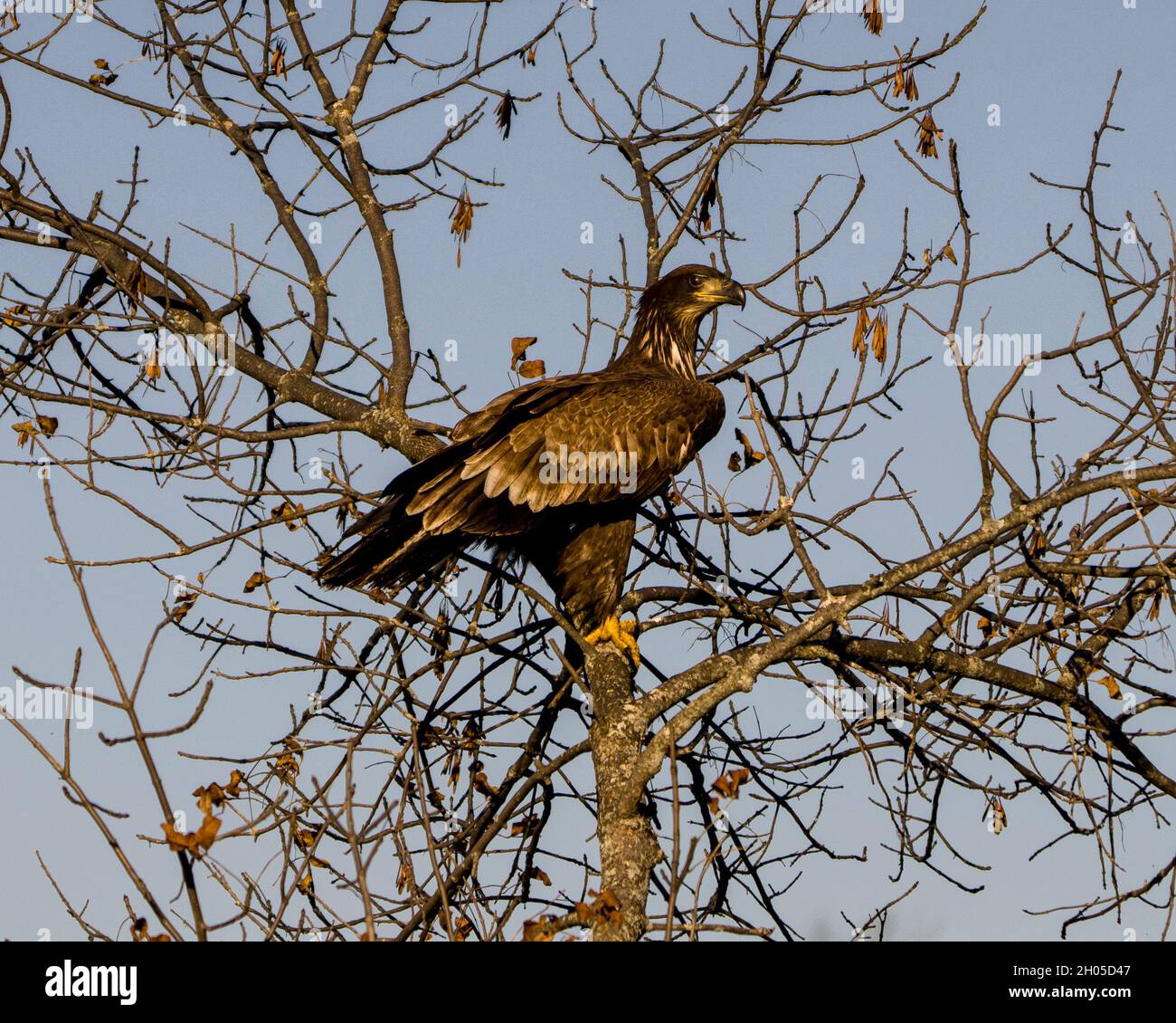 Juvenile Bald Eagle perched with a blur blue sky background in its ...