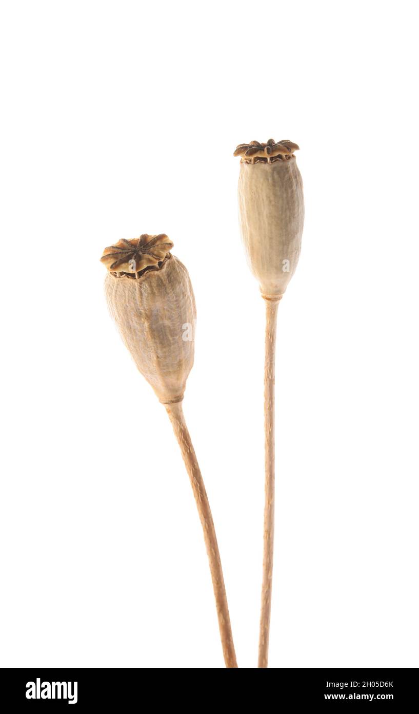 Dry poppy heads with seeds on white background Stock Photo - Alamy