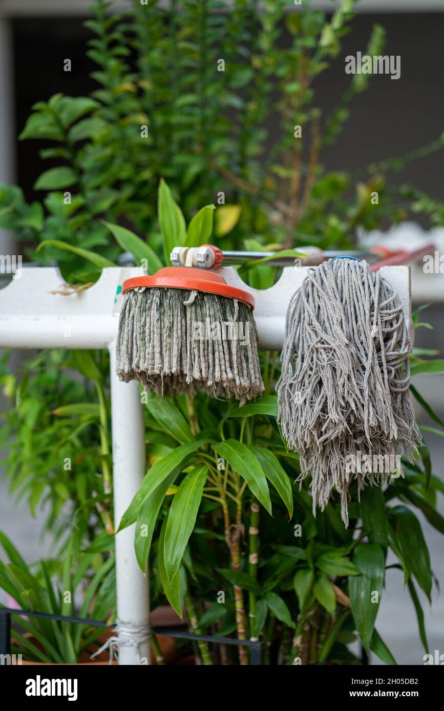 Mops drying in the sun Stock Photo - Alamy