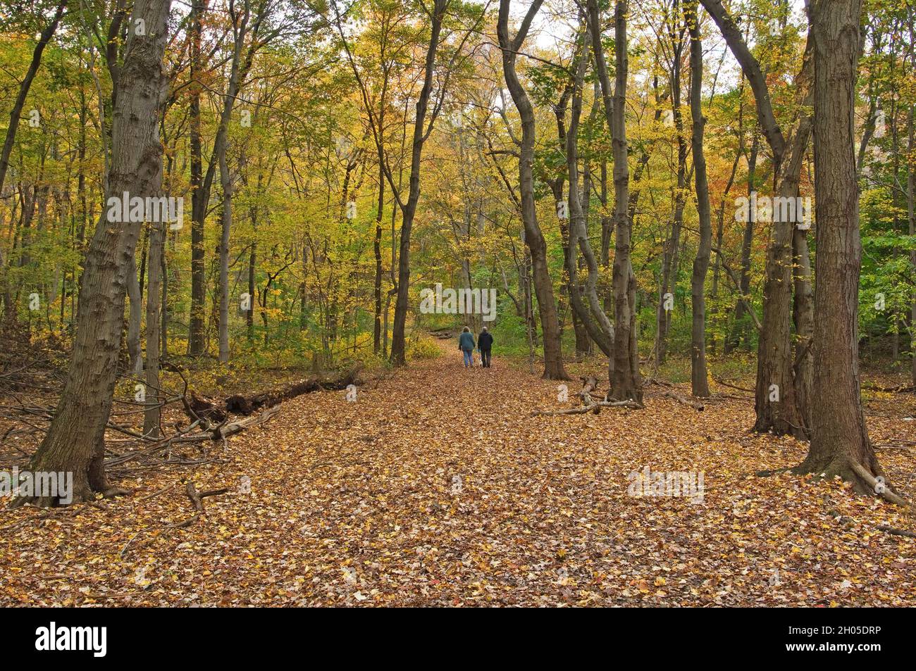 A quiet autumn walk in the woods Stock Photo - Alamy