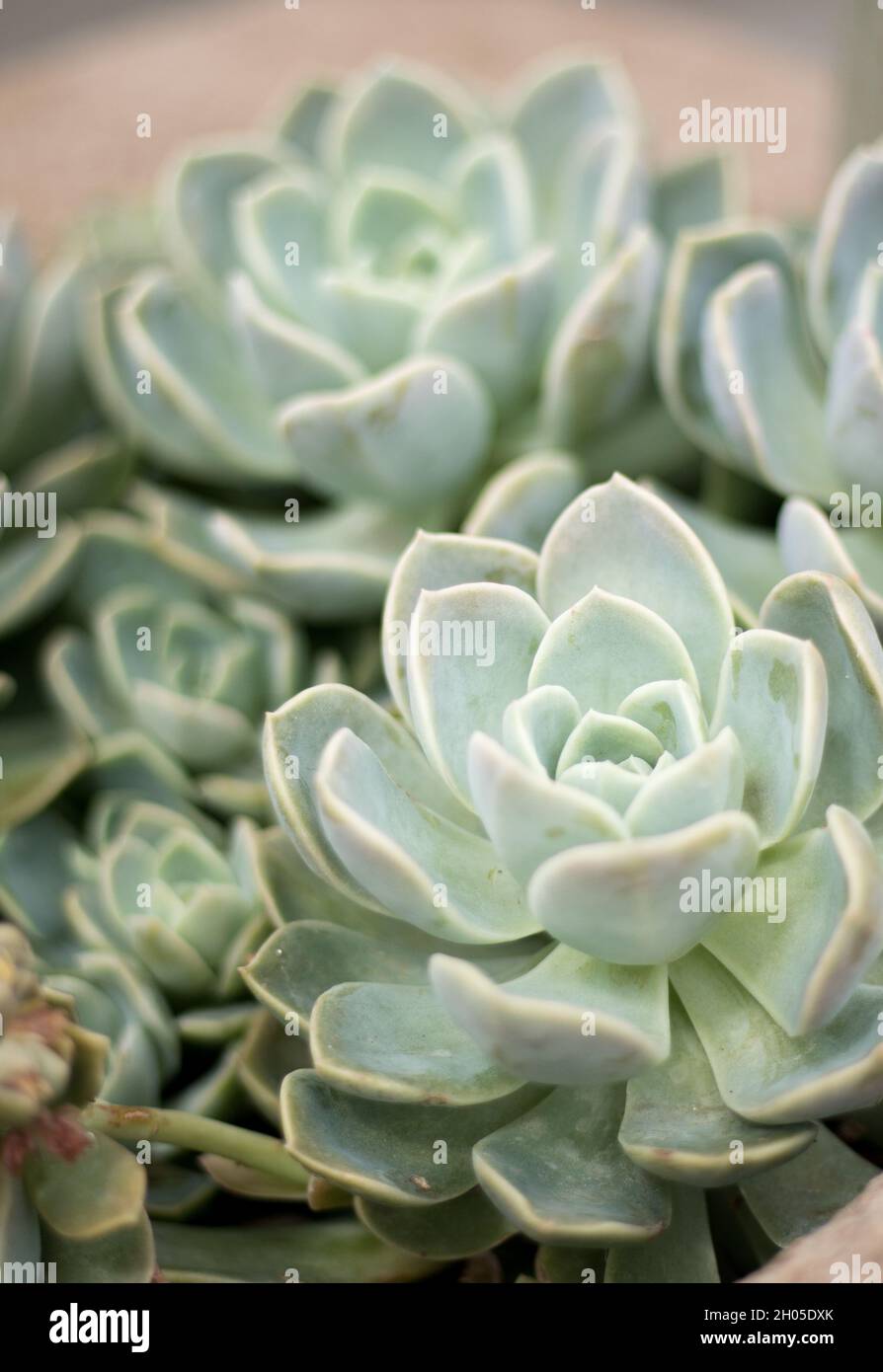 Big leaves succulent hi-res stock photography and images - Alamy