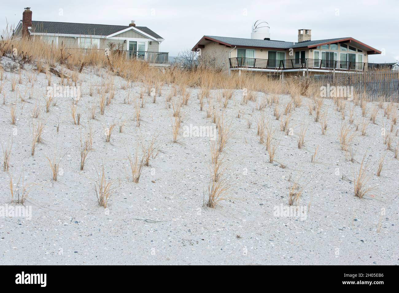 Beach grass planting to deter soil erosion and protect shoreline ...