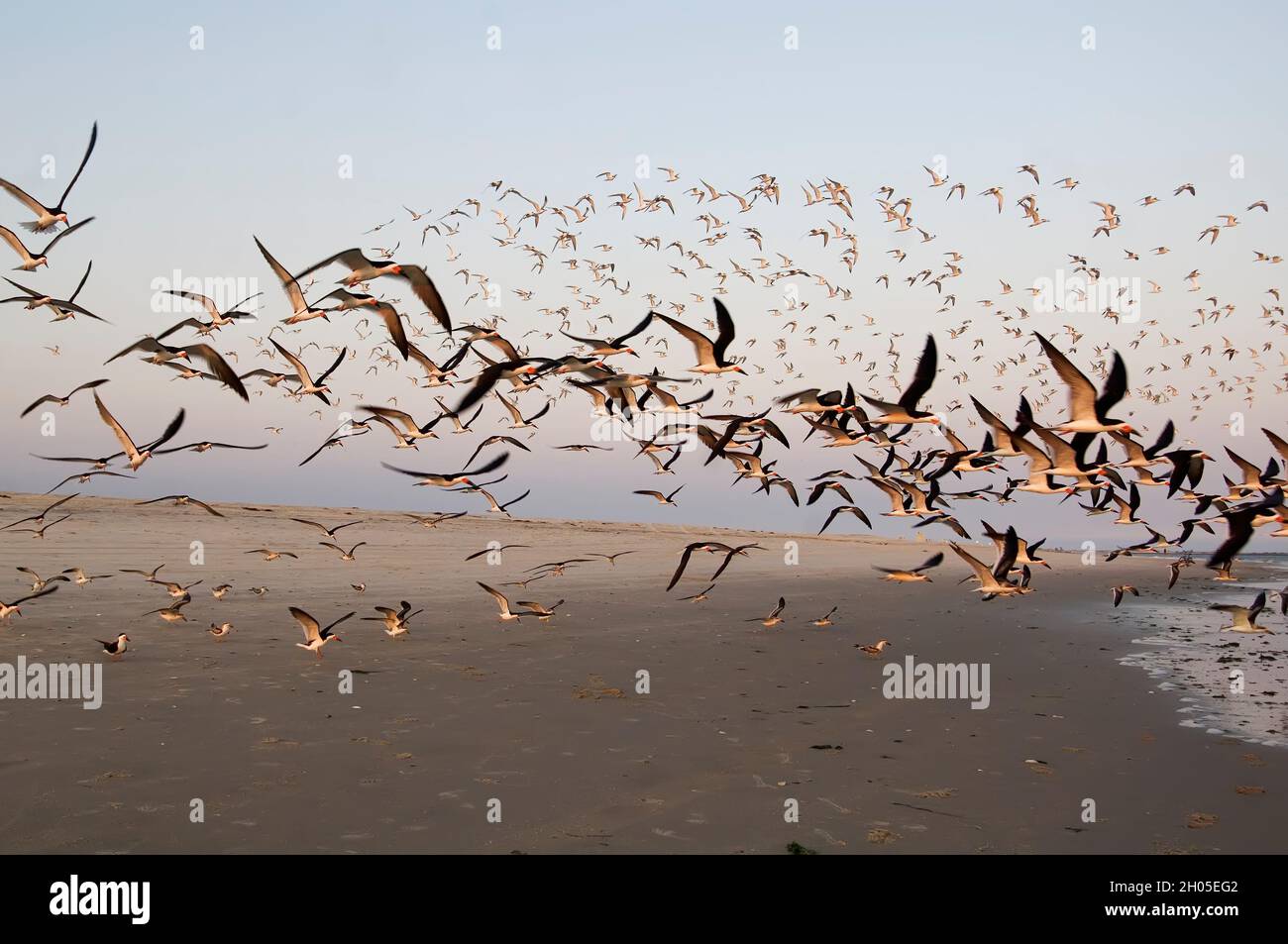 Shorebird flock hi-res stock photography and images - Alamy
