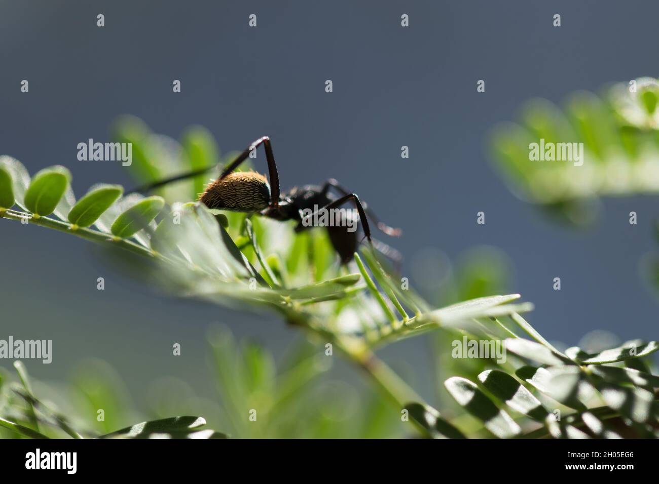Fuzzy ant hi-res stock photography and images - Alamy